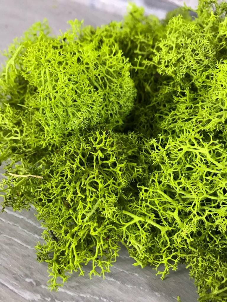 Стабилизированный мох 2 сорт (обрезки) 0,5 кг цвет №7 (лайм)