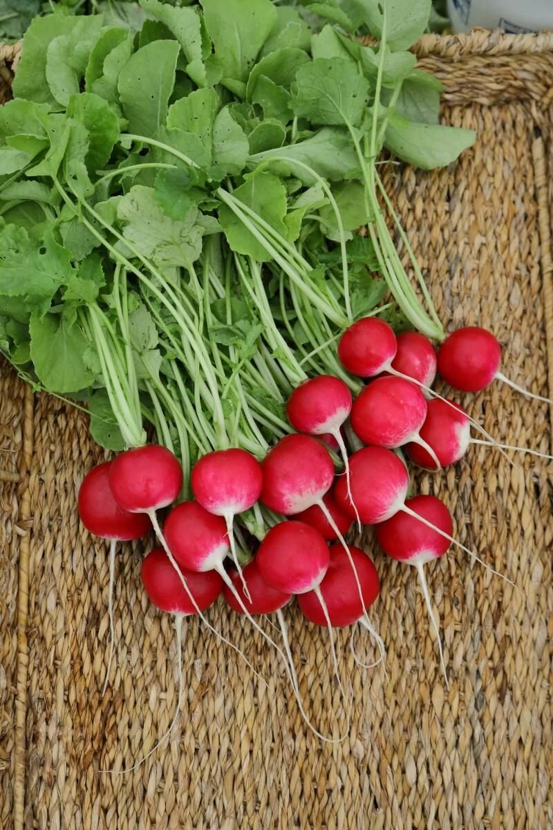 Коллекционные семена редиса Ричард