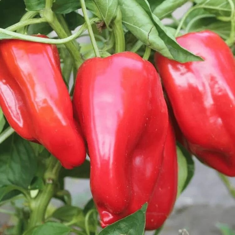 Коллекционные семена перца сладкого Тополин