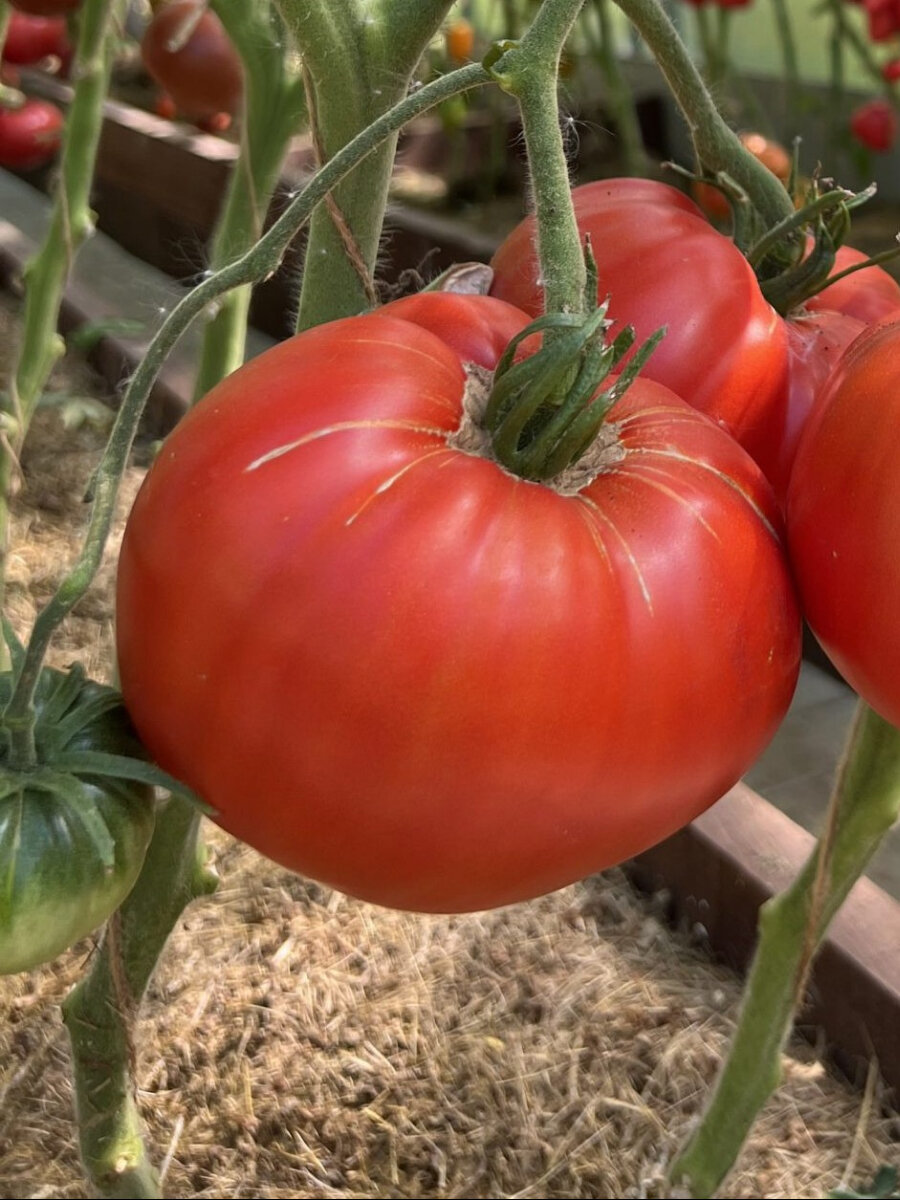 Семена Томат Минусинские шары, 10 штук