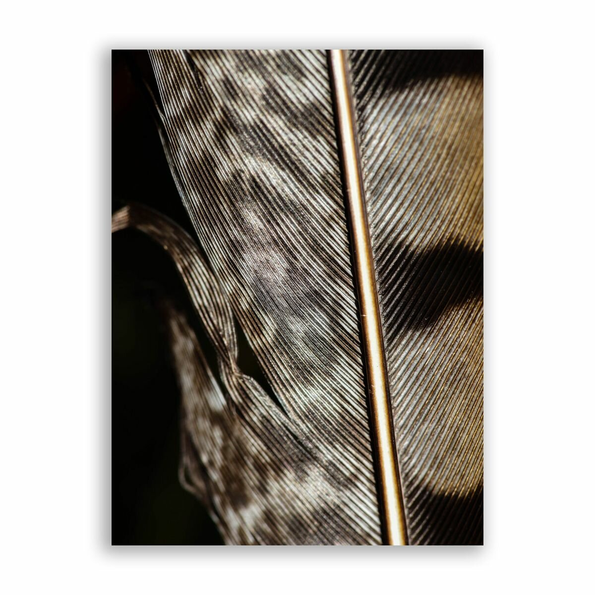 Постер, плакат на бумаге / Перо / Размер 30 x 40 см