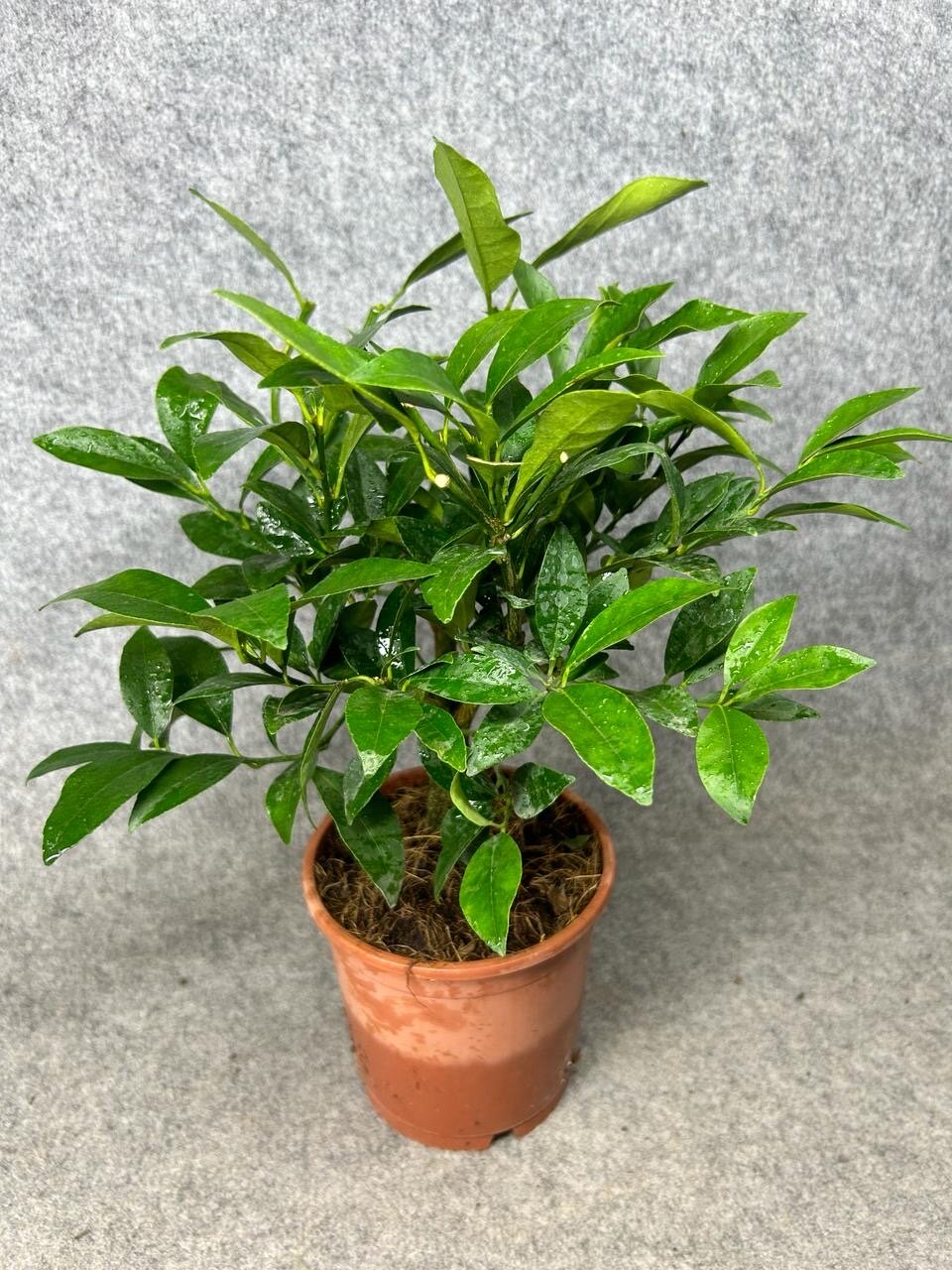 Цитрус лимон - Лимонное дерево