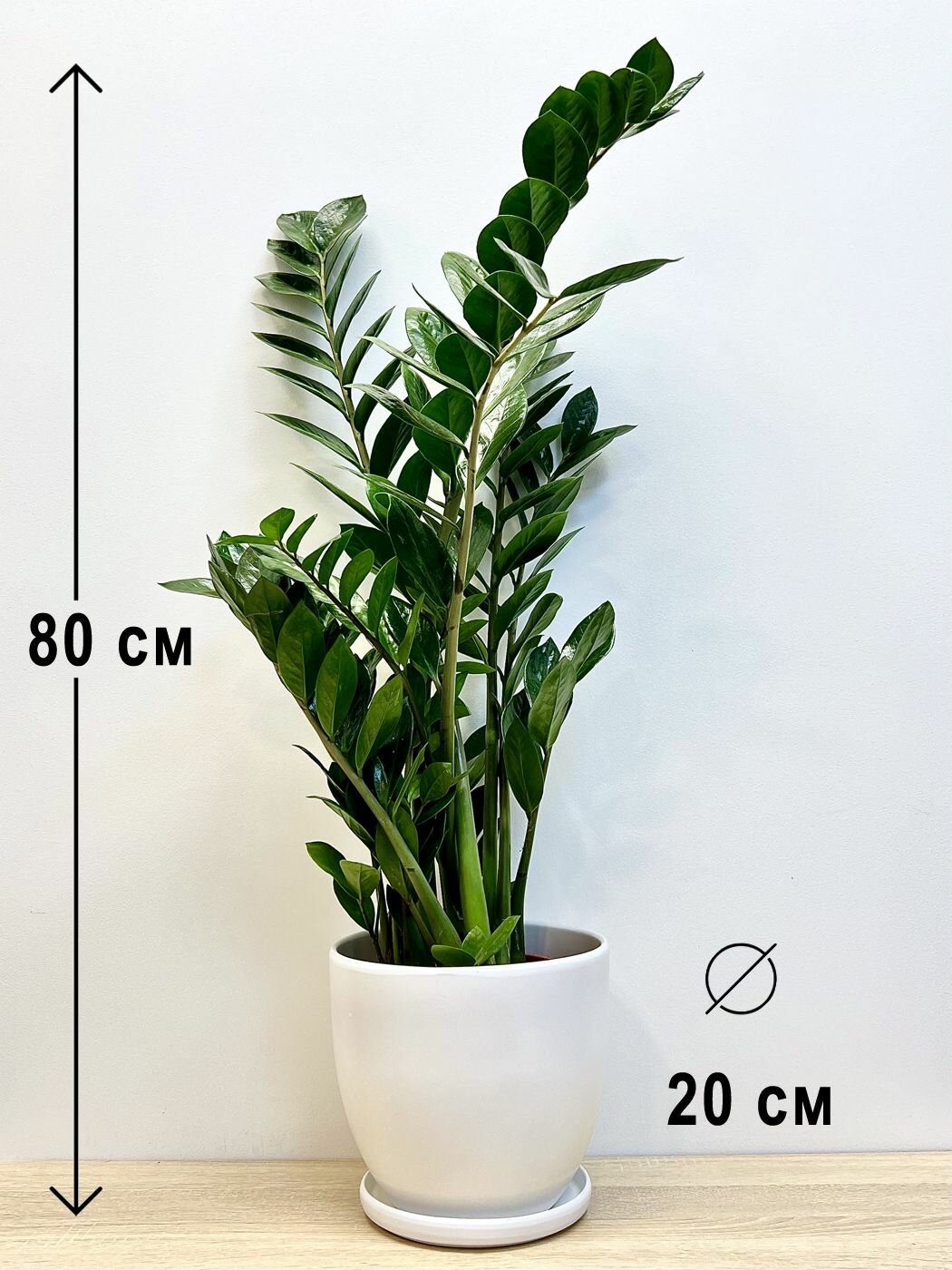 Замиокулькас в керамическом белом горшке классик с поддоном, высота композиции 75-80см