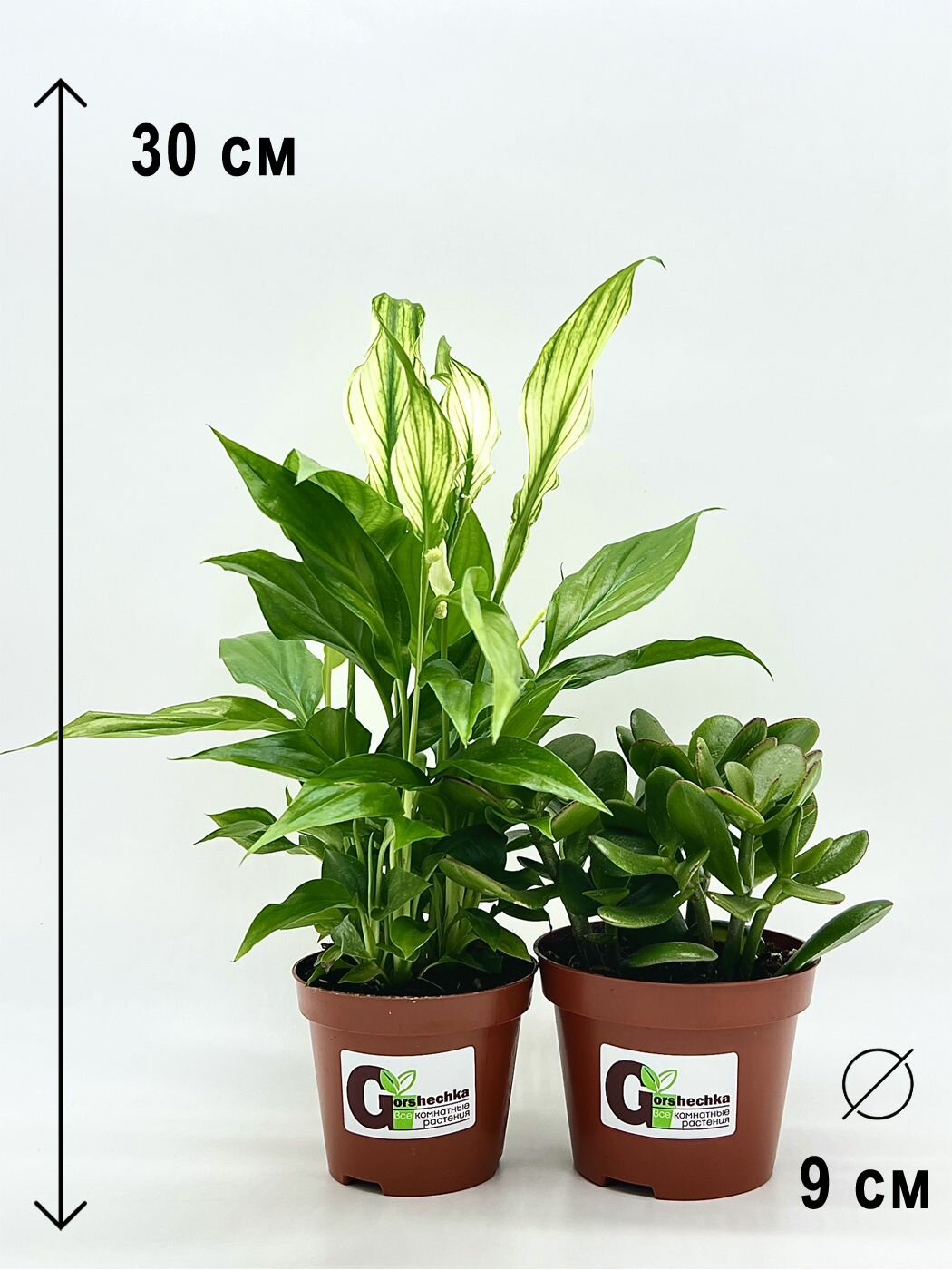 Набор 2 растения (d9): Спатифиллум, Крассула овата, высота 15-30см