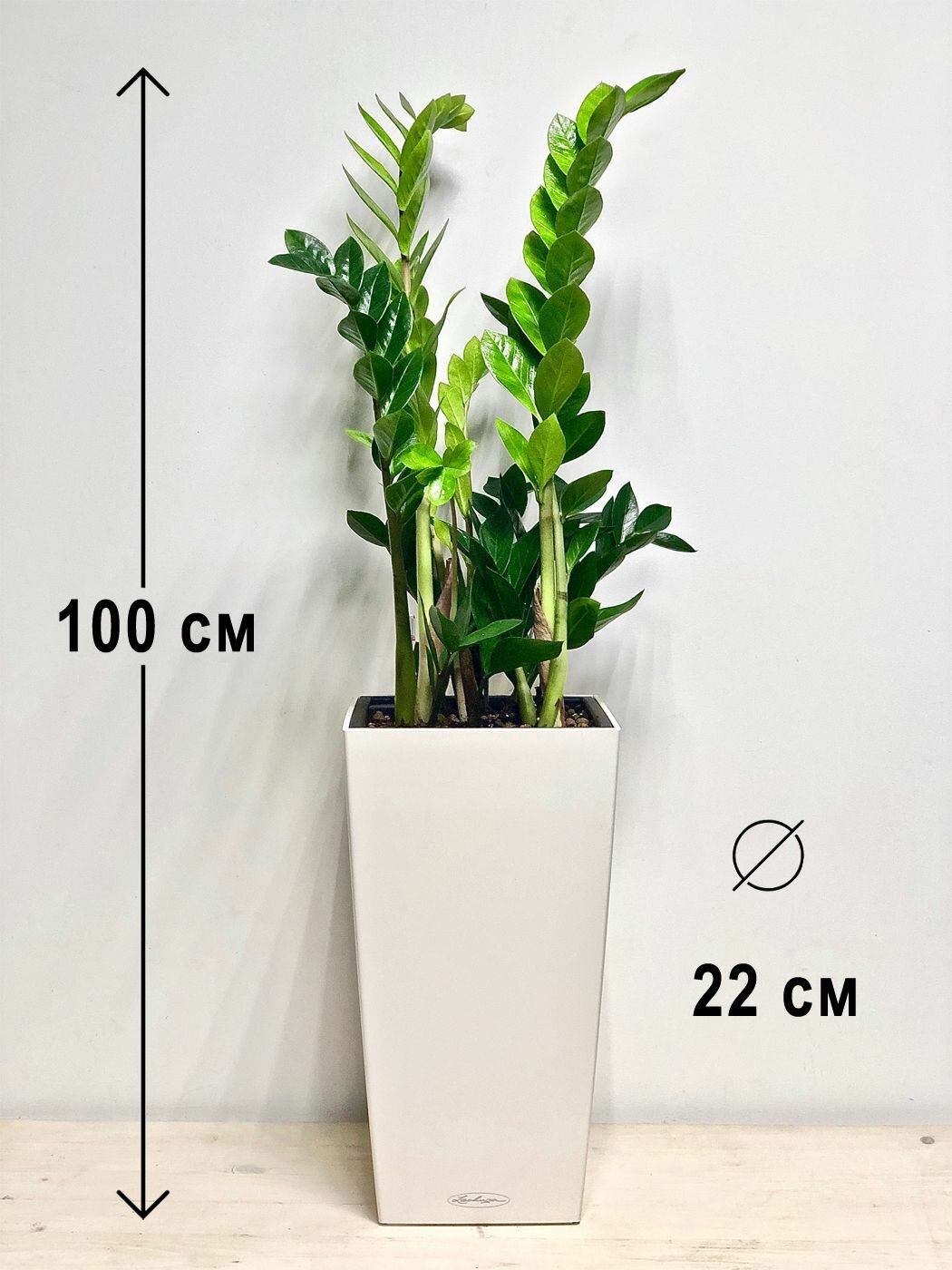 Замиокулькас в кашпо с автополивом LECHUZA Cubico color белый, высота композиции 90-100см