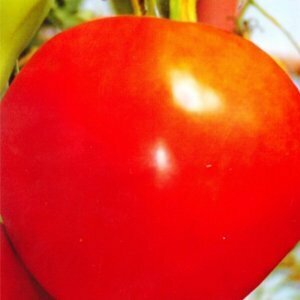 Семена Томат Тяжеловес Сибири 20 шт.