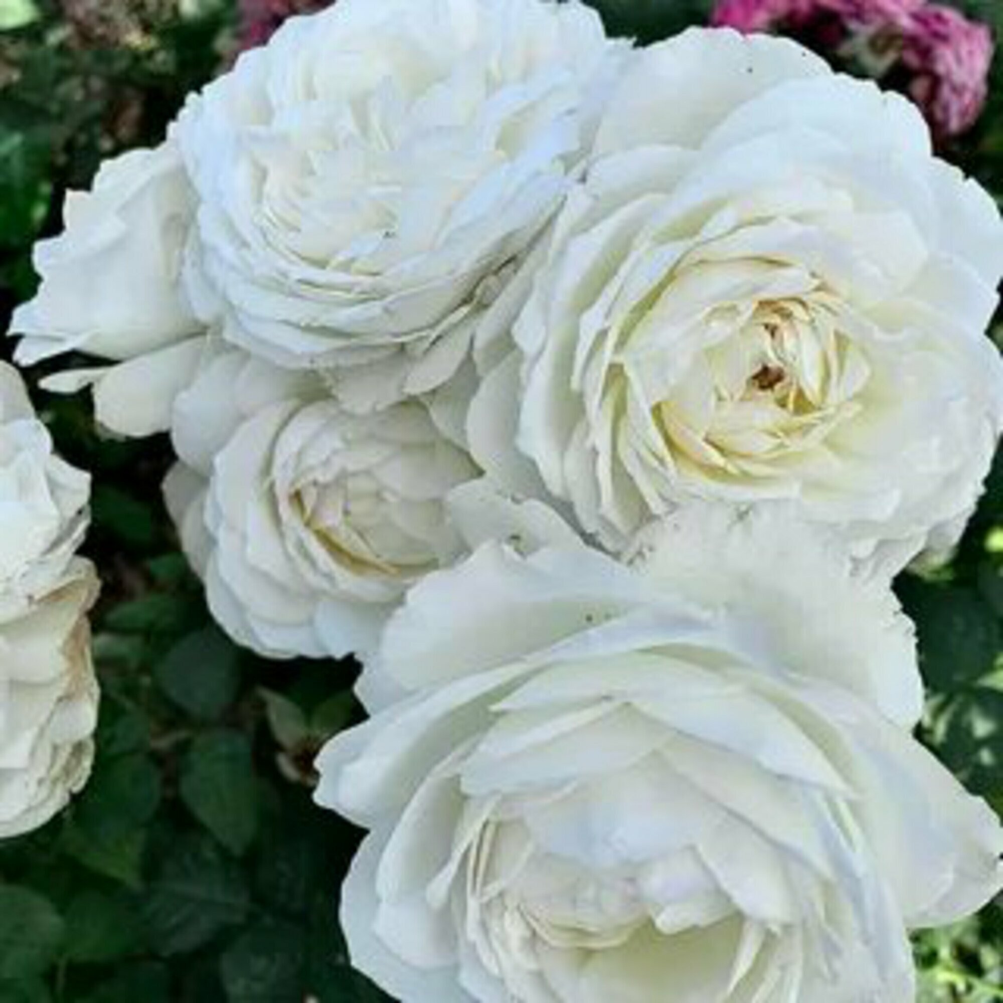 Роза "Принцесса Миюки", японская, многолетняя, морозостойкая