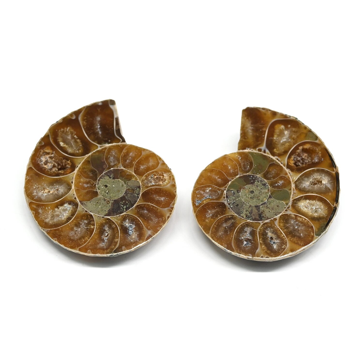 Минерал аммонит 2 половинки 35*20*5мм (W) .