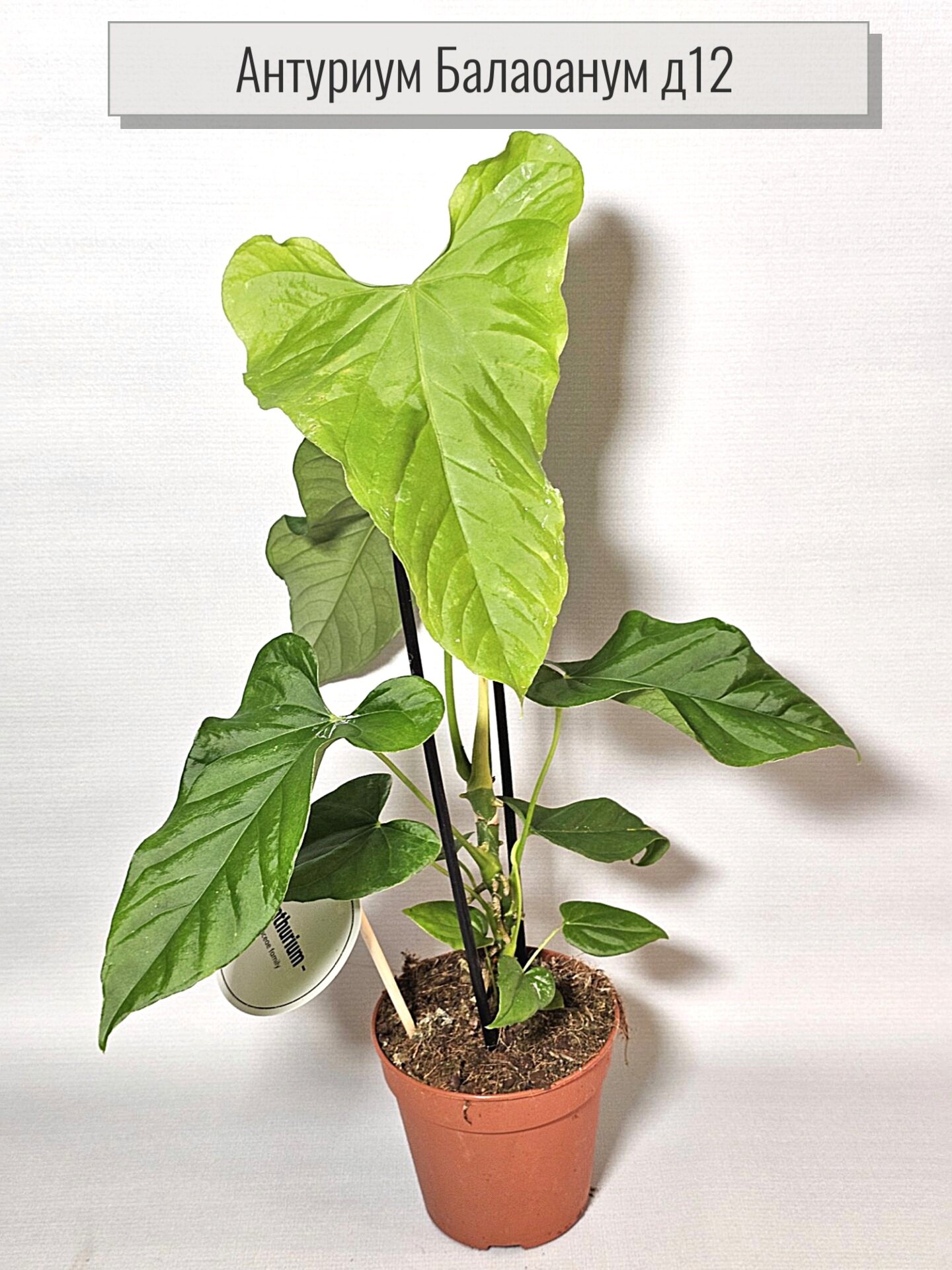 Антуриум Балаоанум, декоративно-цветущее, высота 50 см, горшок 12 см, влажность высокая