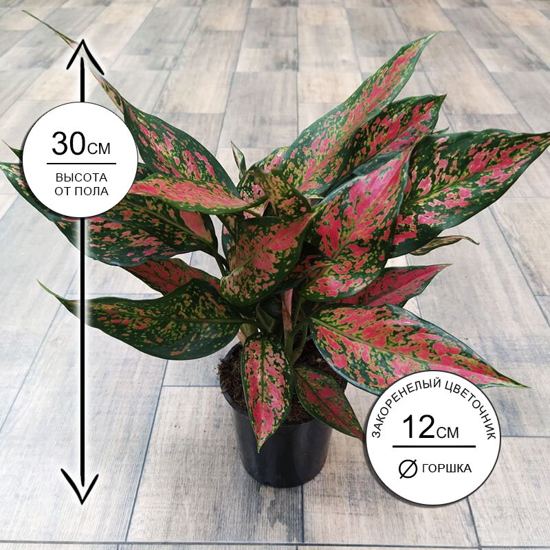 Аглаонема Венус 12*30, живое комнатное растение в горшке