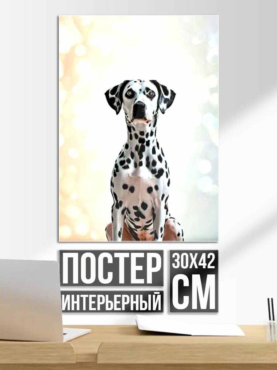 Постер на стену Далматин на белом