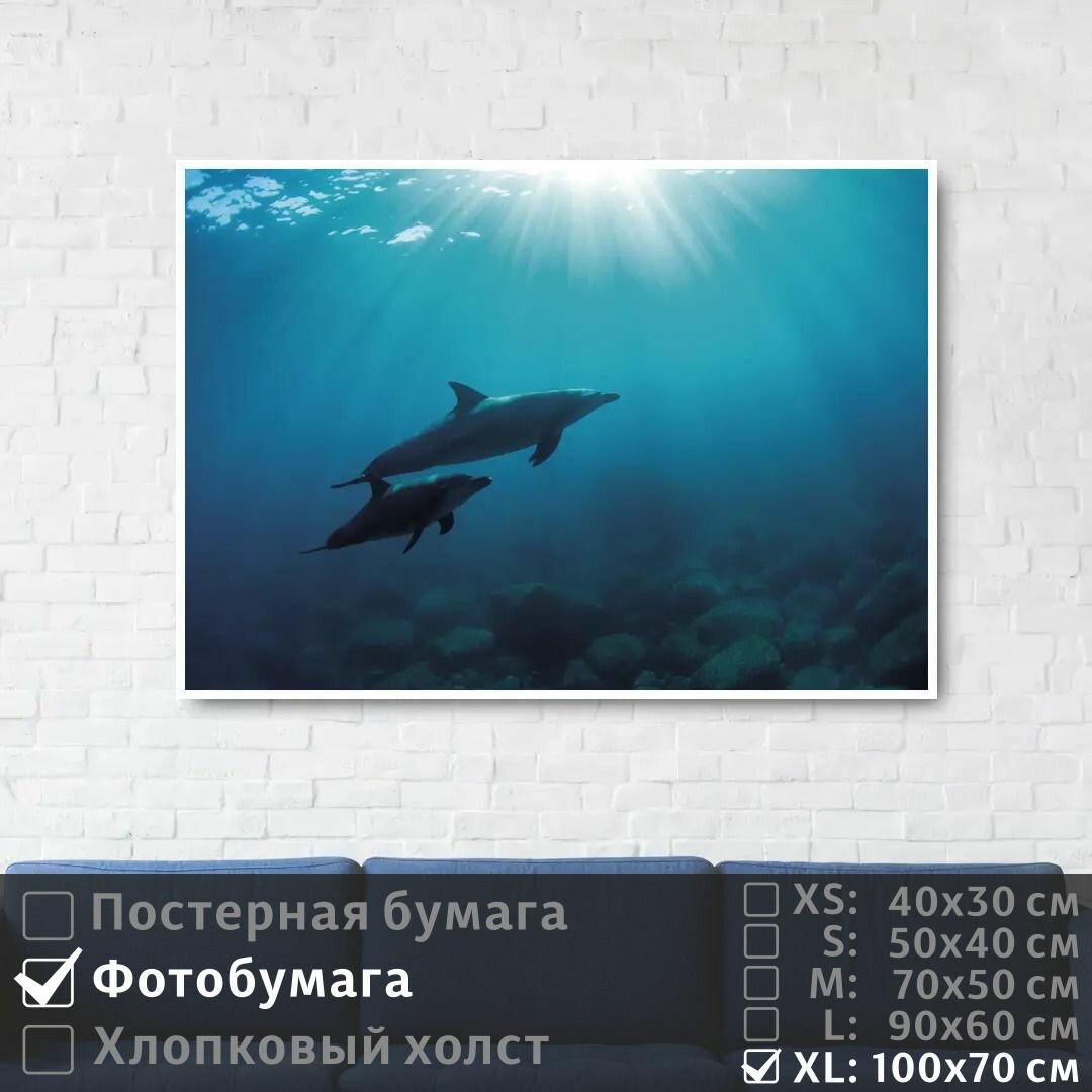 Постер на фотобумаге Два Дельфина Плавают В Глубине Океана 100х70 см ПолиЦентр