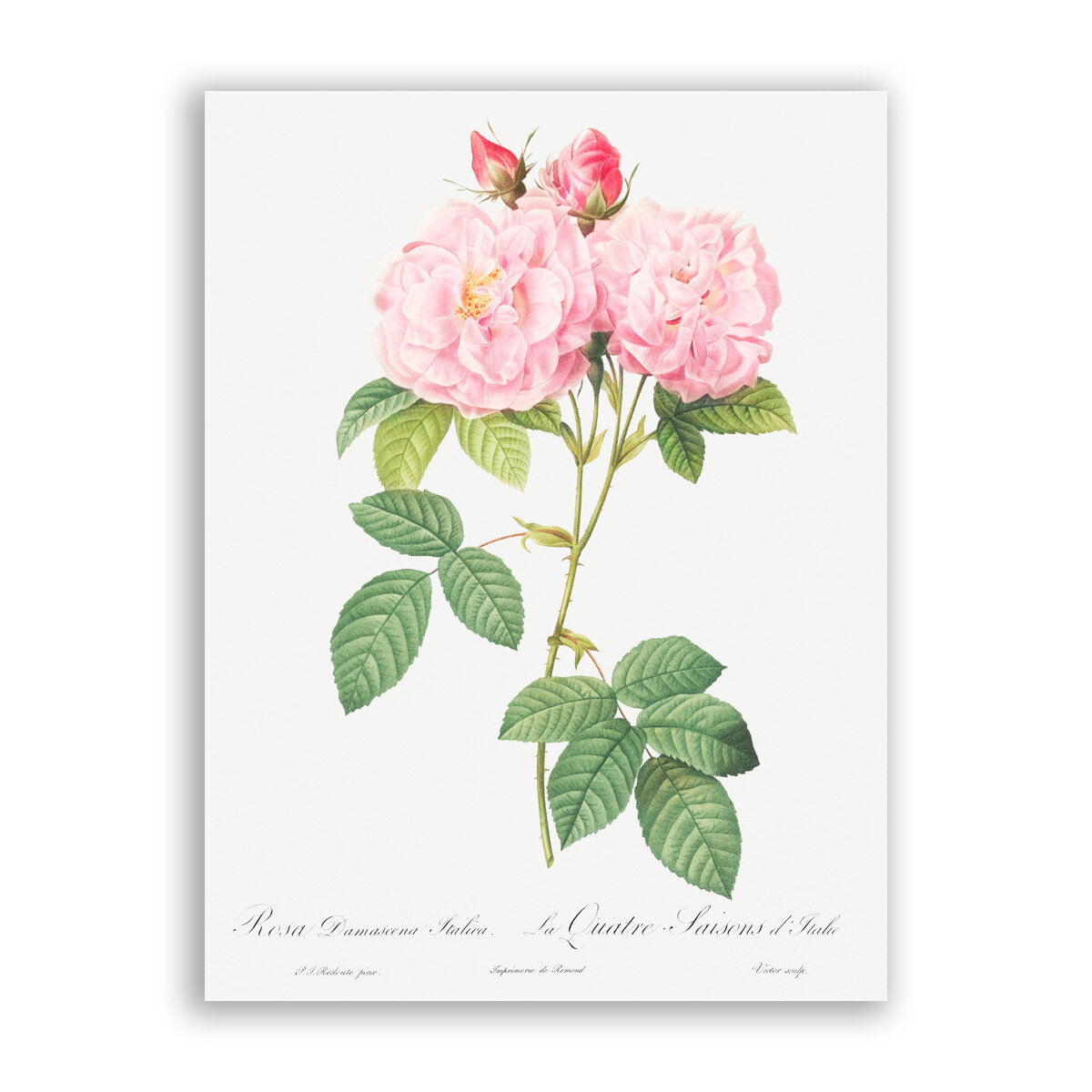 Картина на холсте, репродукция / Пьер-Жозеф Редуте - Italian Damask Rose / Размер 80 x 106 см