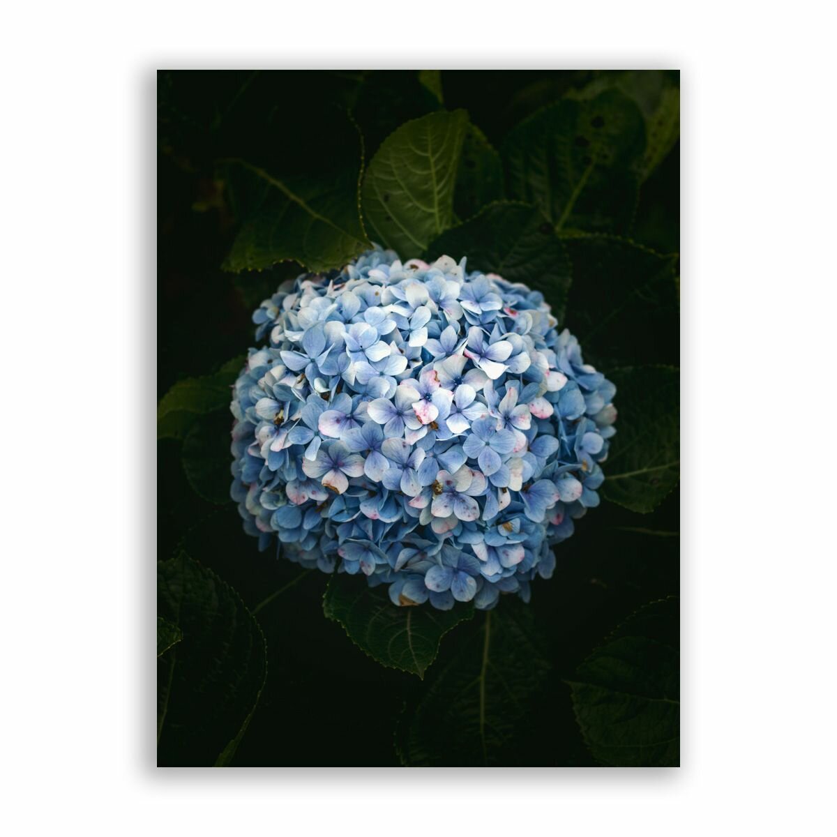 Постер цветы на бумаге / Гортензия / Размер 30 x 40 см