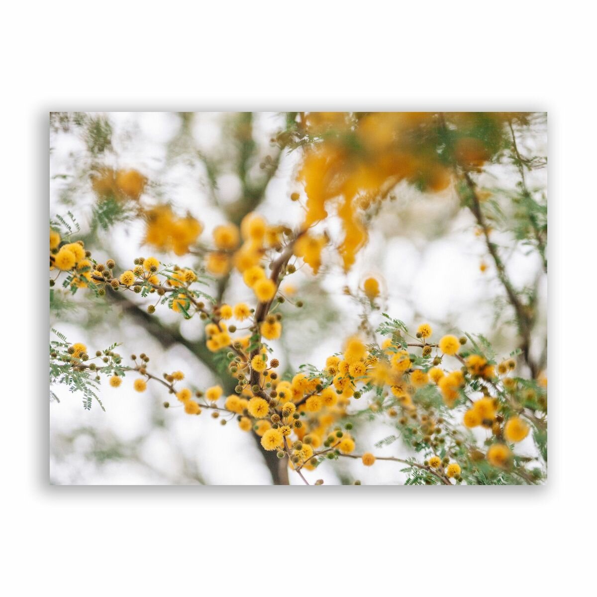 Постер цветы на бумаге / Мимоза / Размер 40 x 53 см