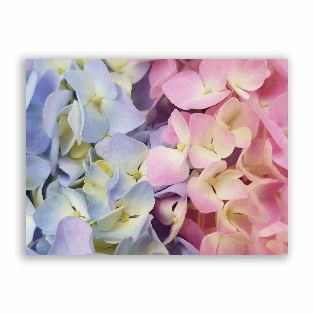 Постер цветы на бумаге / Гортензия / Размер 30 x 40 см