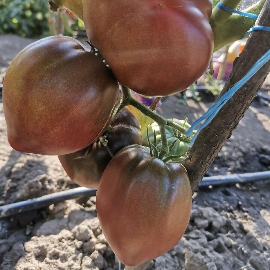 Семена Орешка Томат Гном Фиолетовое сердце 10 ШТ