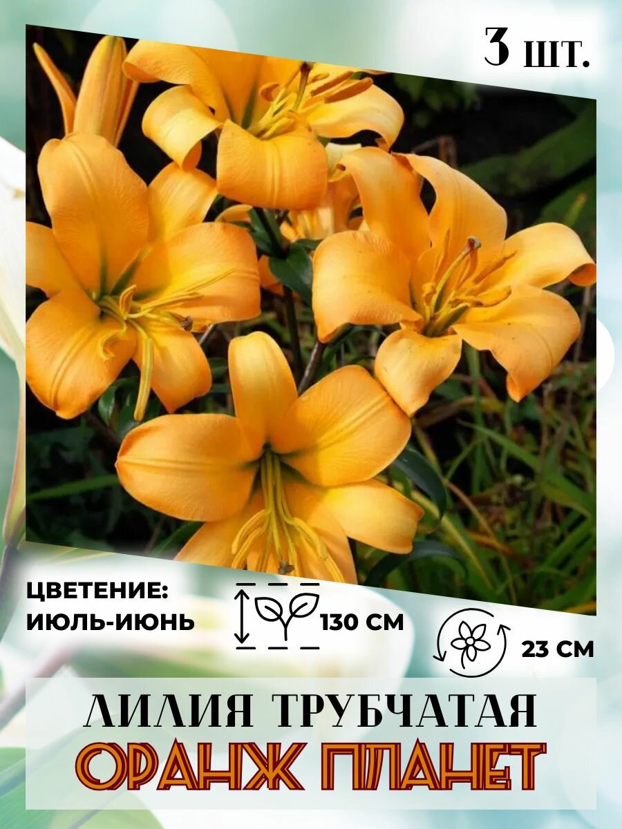 Лилия трубчатая, луковицы 3 шт.