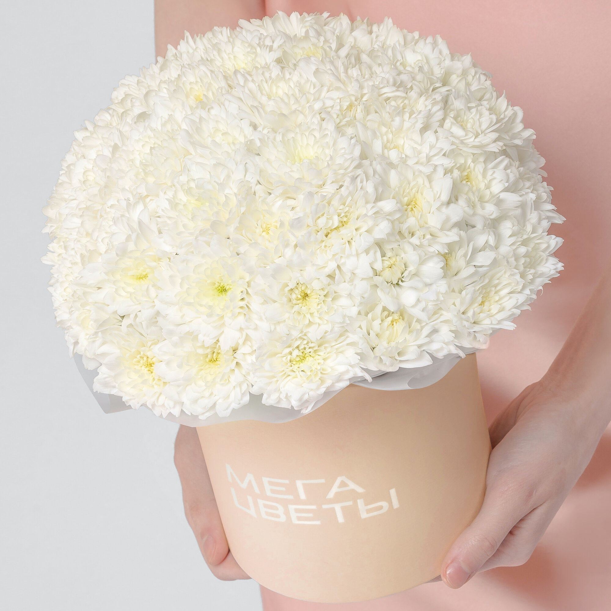 Композиция Мегацвет24, "Кустовые хризантемы", белые, 5 шт, в шляпной коробке