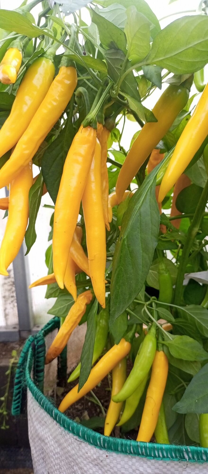 Семена Острого перца Cayenne Yellow 7шт+ бонус