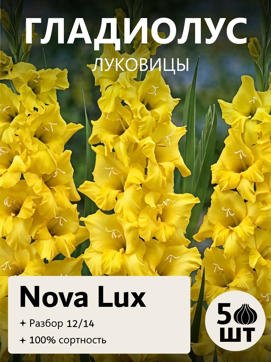 Гладиолусы луковицы крупноцветковые Нова Люкс (Nova Lux), 5 шт