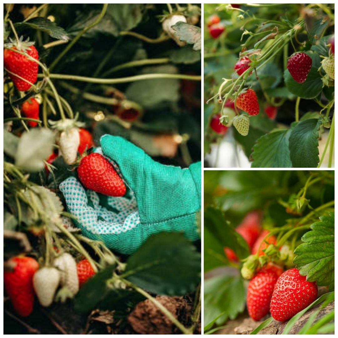 Комплект саженцев земляники Пограничная линия 3 шт