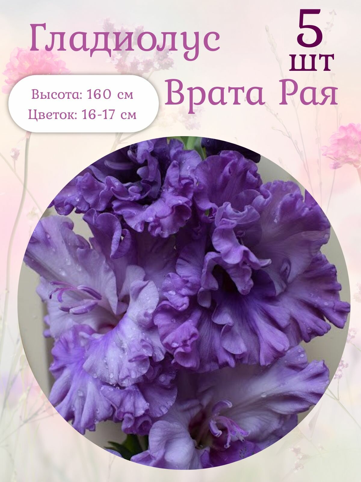 Гладиолусы, многолетние цветы, луковицы 5 шт.