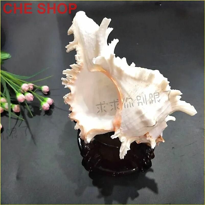 Крупная раковина из натурального коралла, 16 23 см, для декора интерьера