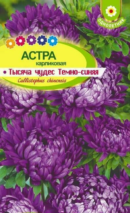 Астра тысяча чудес темно-синяя карликовая