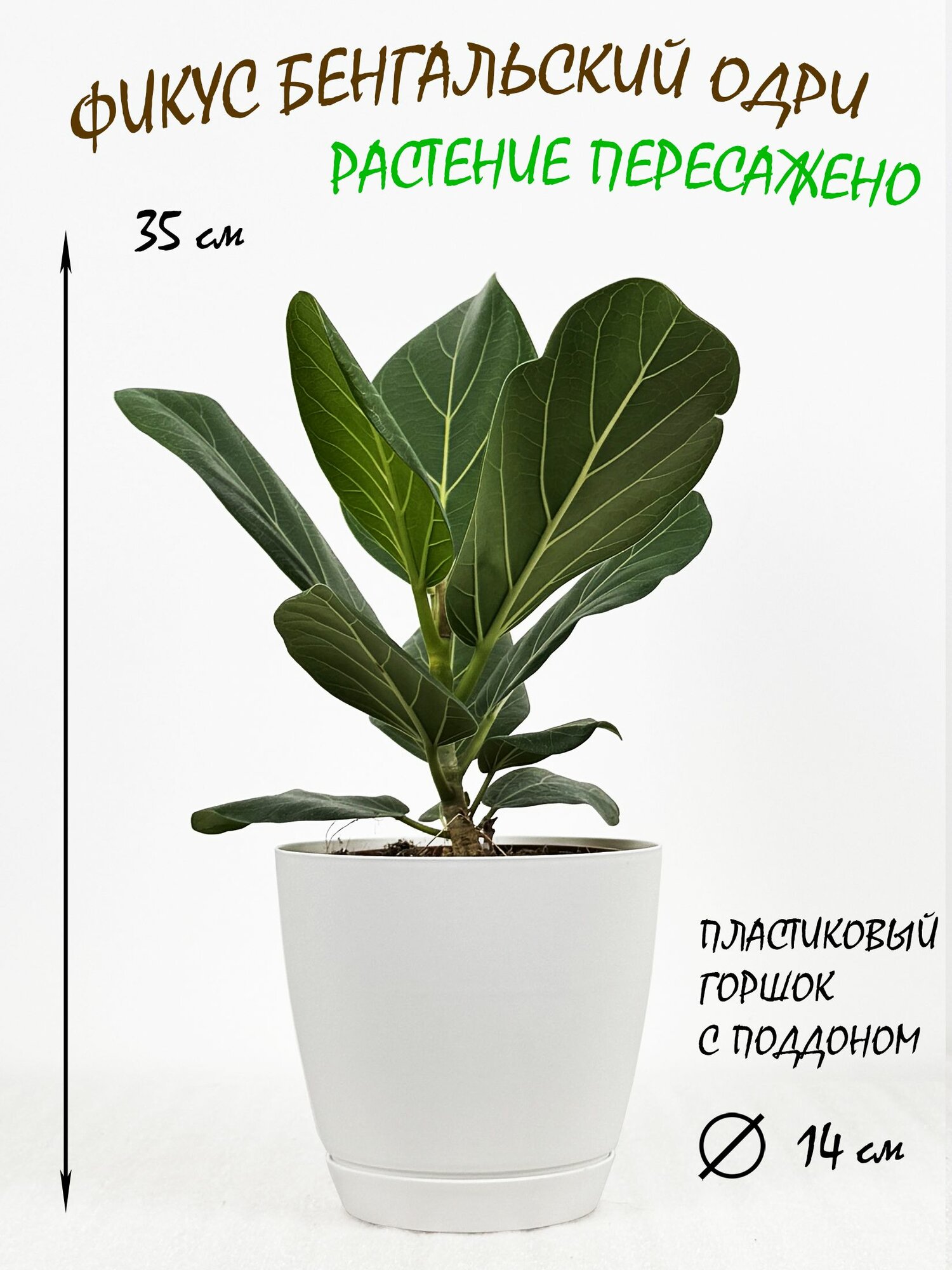 Фикус Бенгальский Одри в белом пластиковом горшке с поддоном, высота 35-40см