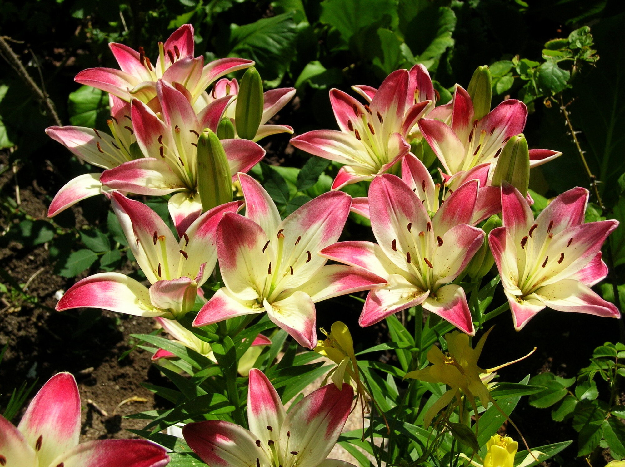 Лилии Весна №4 для декоративного оформления сада клумб и придомовой территории