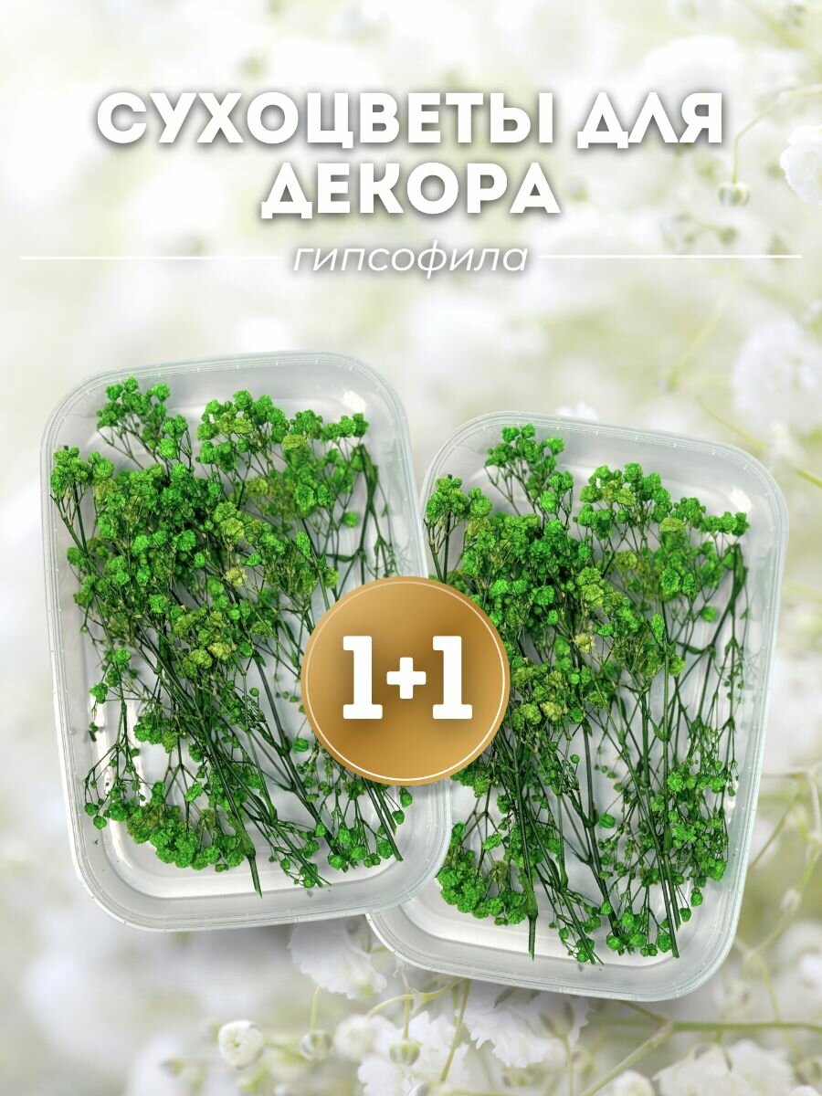 Набор сухоцветов Гипсофилы для декора и творчества EPOXYMASTER, 2 упаковки, зеленые