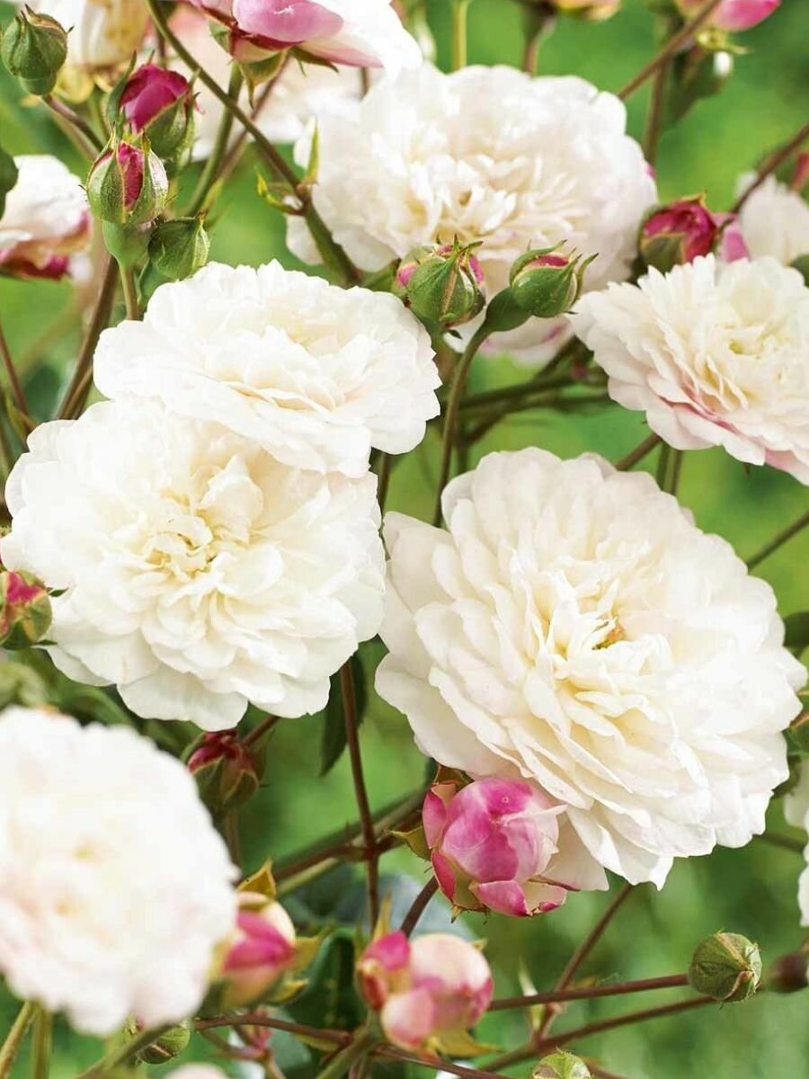 Роза канадская Луиза Багнет / 2 шт, морозостойкая, белая с малиновыми пятнами