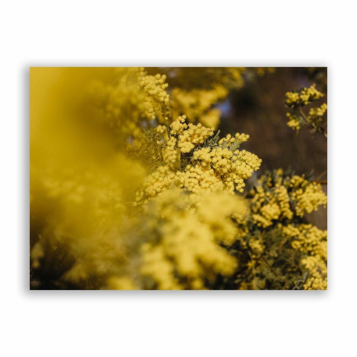 Постер цветы на бумаге / Мимоза / Размер 30 x 40 см