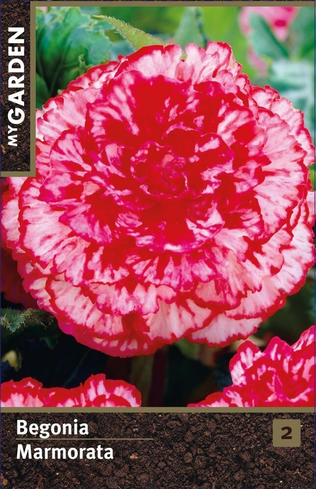 Бегония Мармората красно-белая 40 мм
