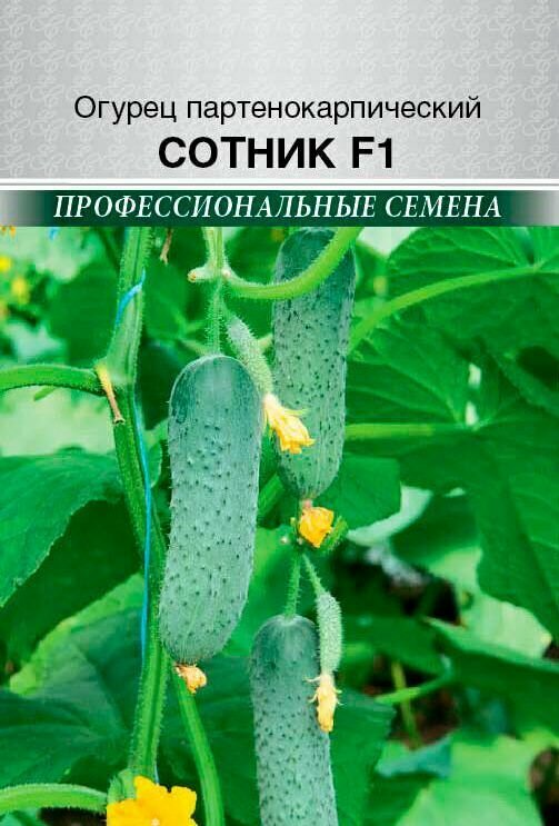 Огурец Сотник F1