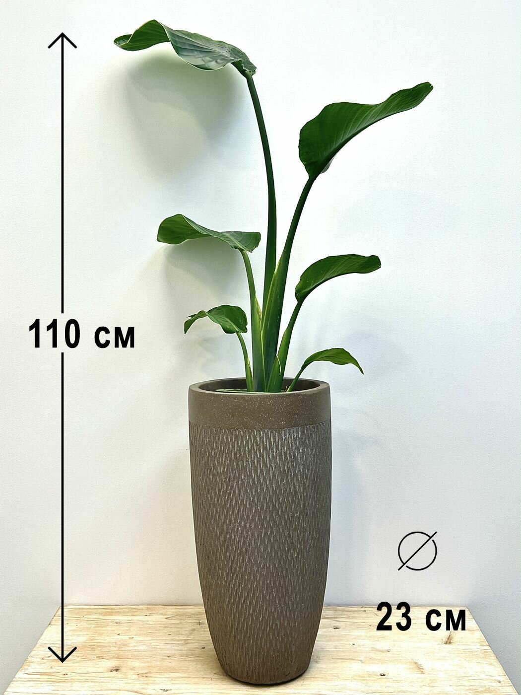 Стрелиция в высоком керамическом кашпо Лотус серо-коричневый, высота композиции 90-100см