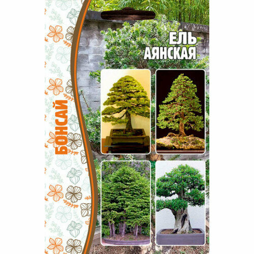 Семена Ели Аянской (10 семян)