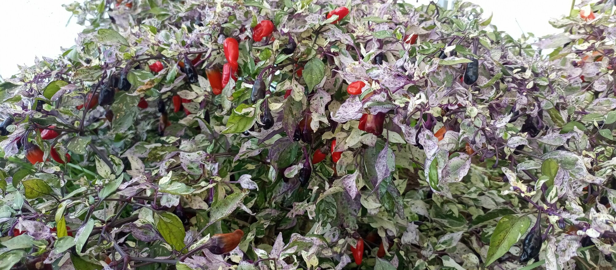 Семена Острого перца Triffeti variegated 7шт+ бонус