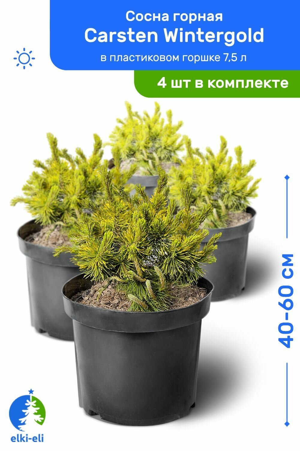 Сосна горная Carsten Wintergold (Карстен Винтерголд) 40-60 см в пластиковом горшке 7,5 л, саженец, хвойное живое растение, комплект из 4 шт
