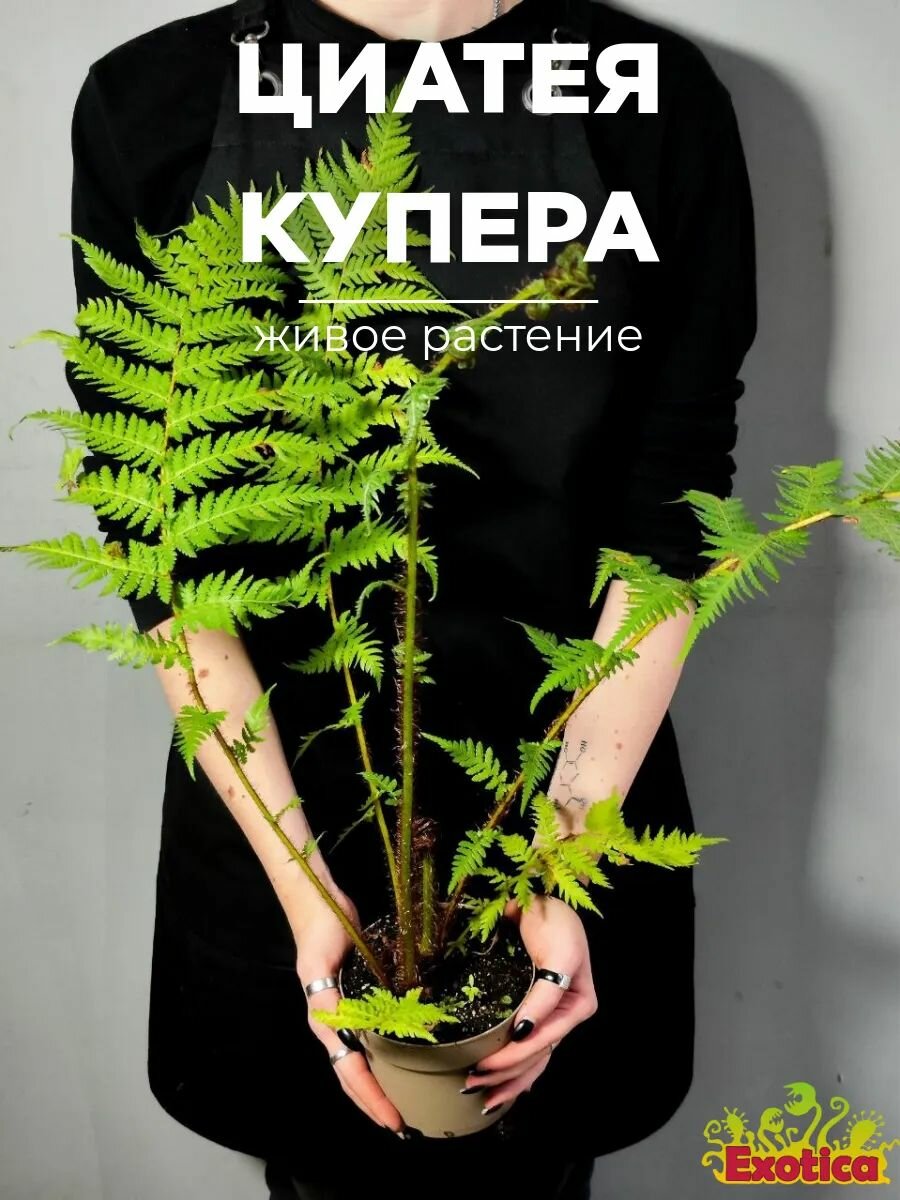 Папоротник Циатея Купера (Cyathea Cooperii) D12см, растение в горшке