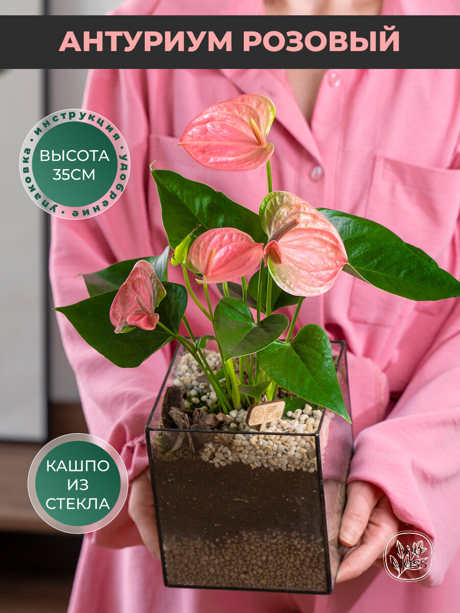 Geo Glass: Цветок Антуриум розовый в кубическом кашпо из стекла 25-30 см , комнатные растения