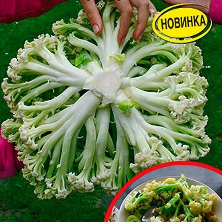 Коллекционные семена капусты цветная Букет F1