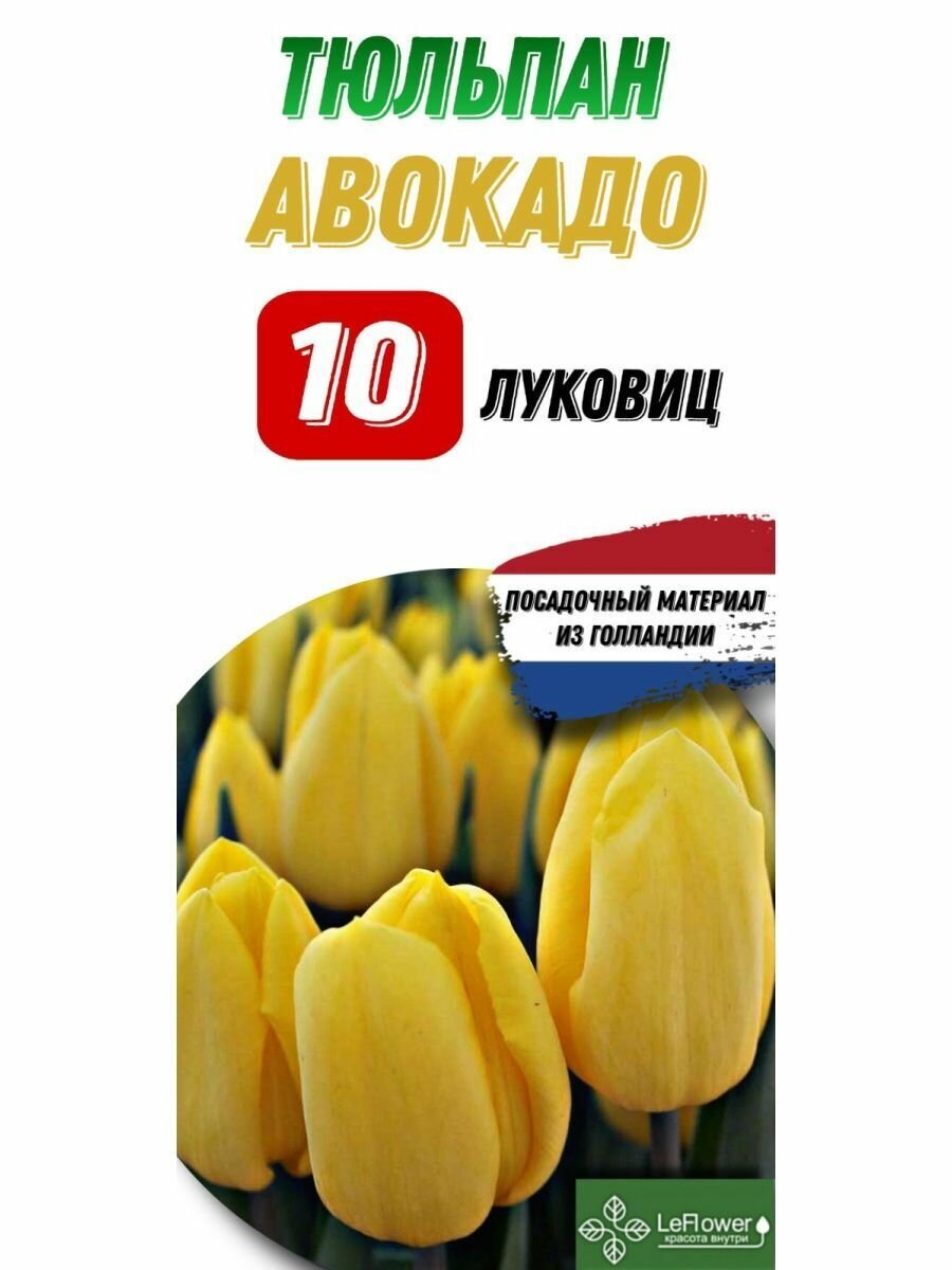 Тюльпан Луковица, Авокадо, 10шт