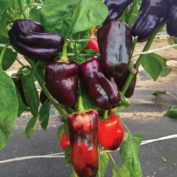 Перец сладкий F1 Синий апельсин