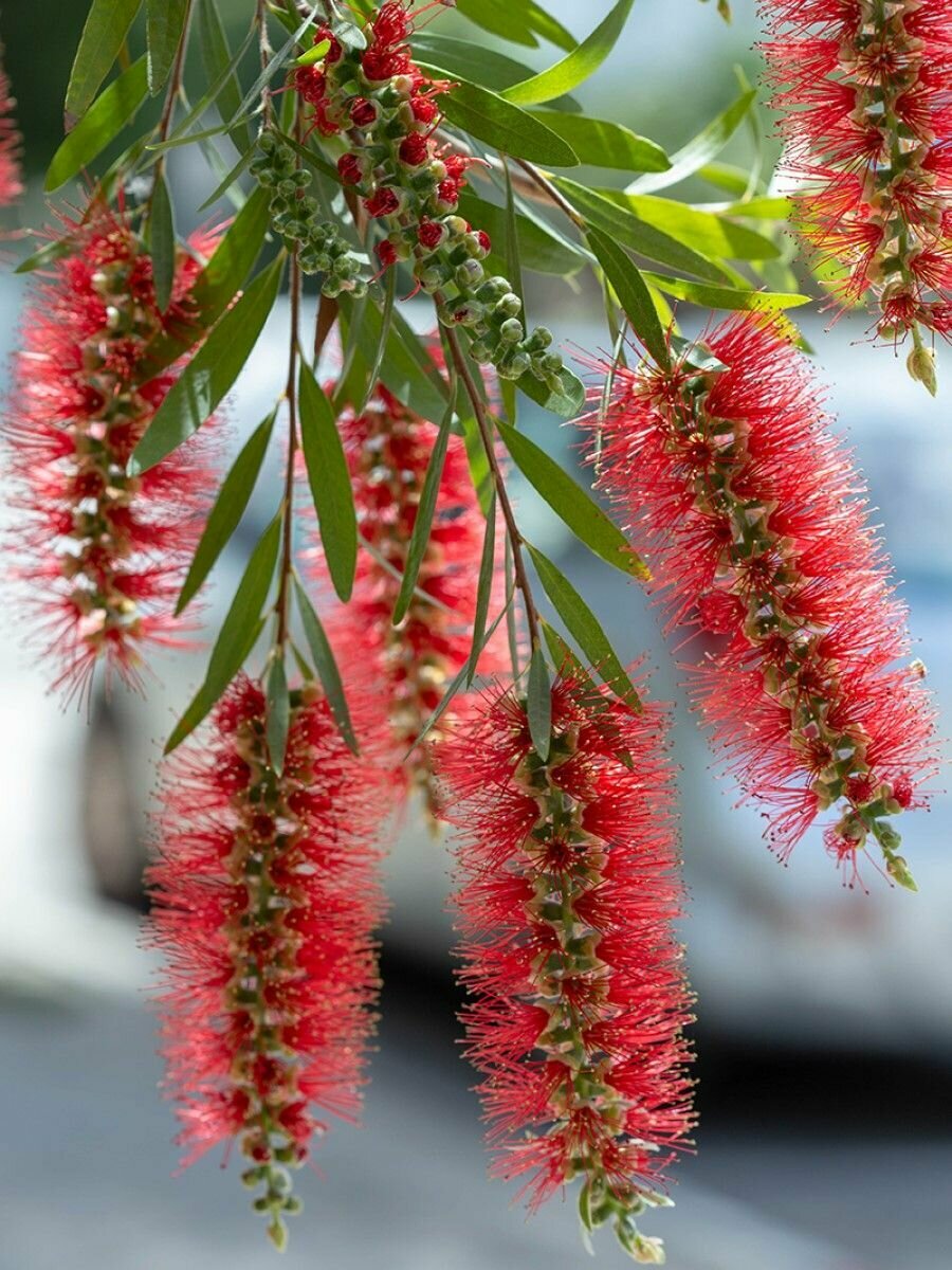 Семена Каллистемон Лимонный (Callistemon сitrinus), 20 штук семян