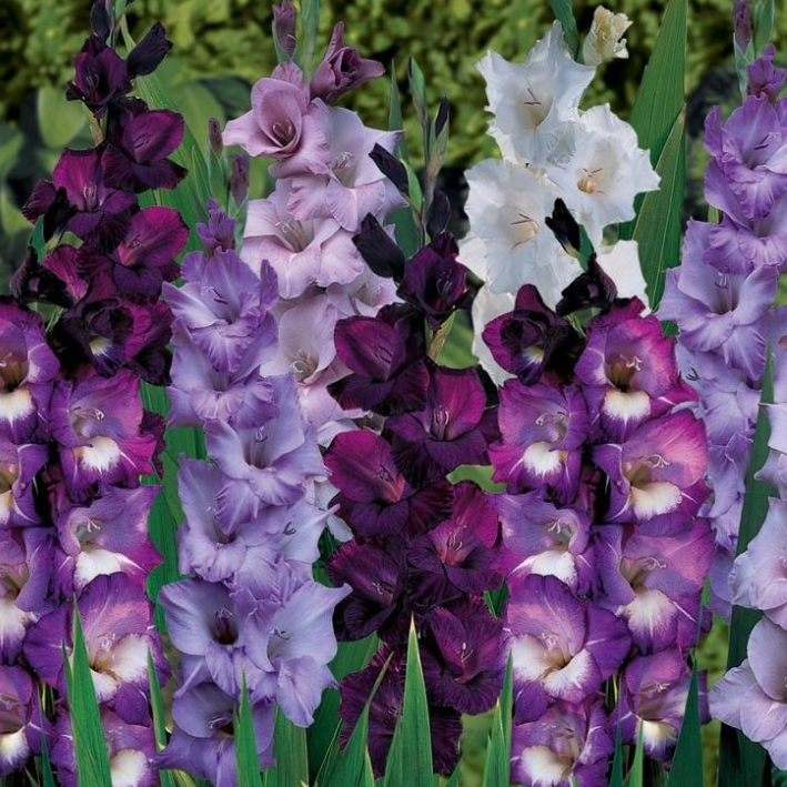 Луковицы цветов, chipollino flowers , Гладиолусы VIOLET MIX (10 луковиц)