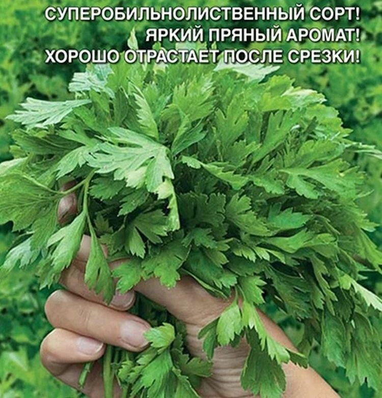 Коллекционные семена петрушки листовая Пышная Особа