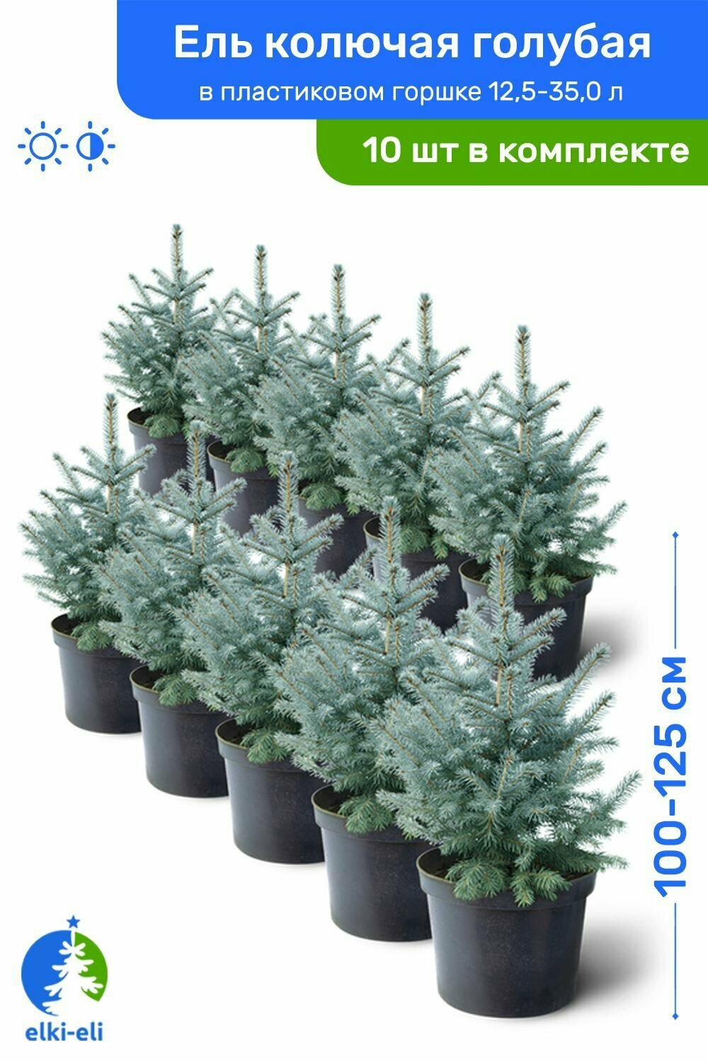 Ель колючая голубая 100-125 см в пластиковом горшке 12,5-35 л, саженец, хвойное живое растение, комплект из 10 шт