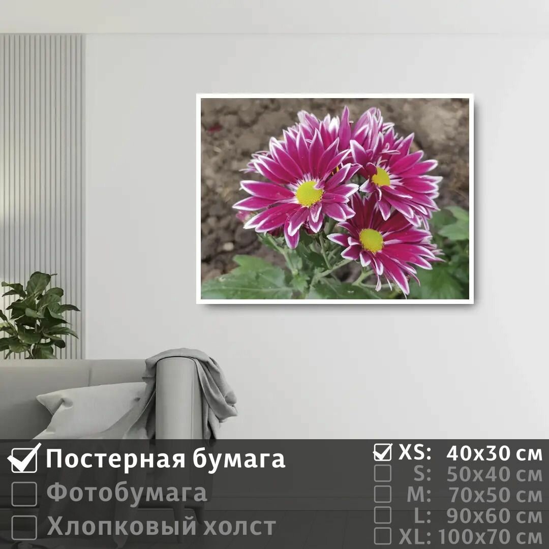 Постер на стену Летние Розовые Хризантемы 40х30 см ПолиЦентр
